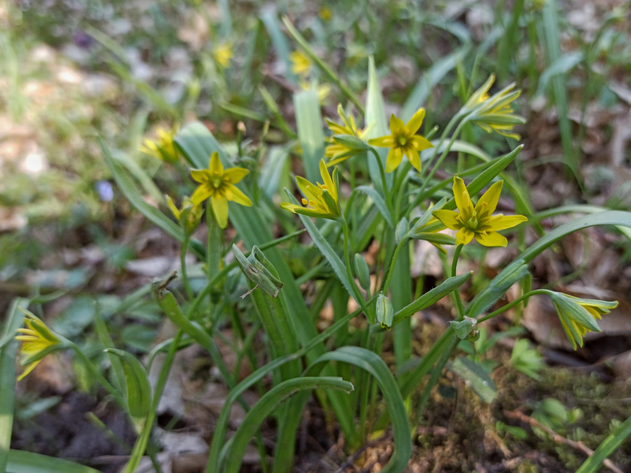 Зірочки жовті ( Gagea lutea) — Postimages