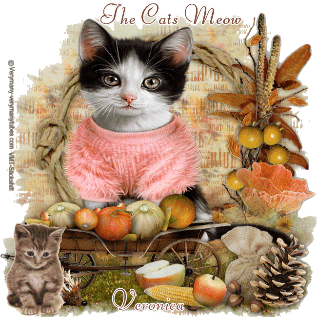 ymany Autumn Cat Cats Meow Veronica vi — Postimages