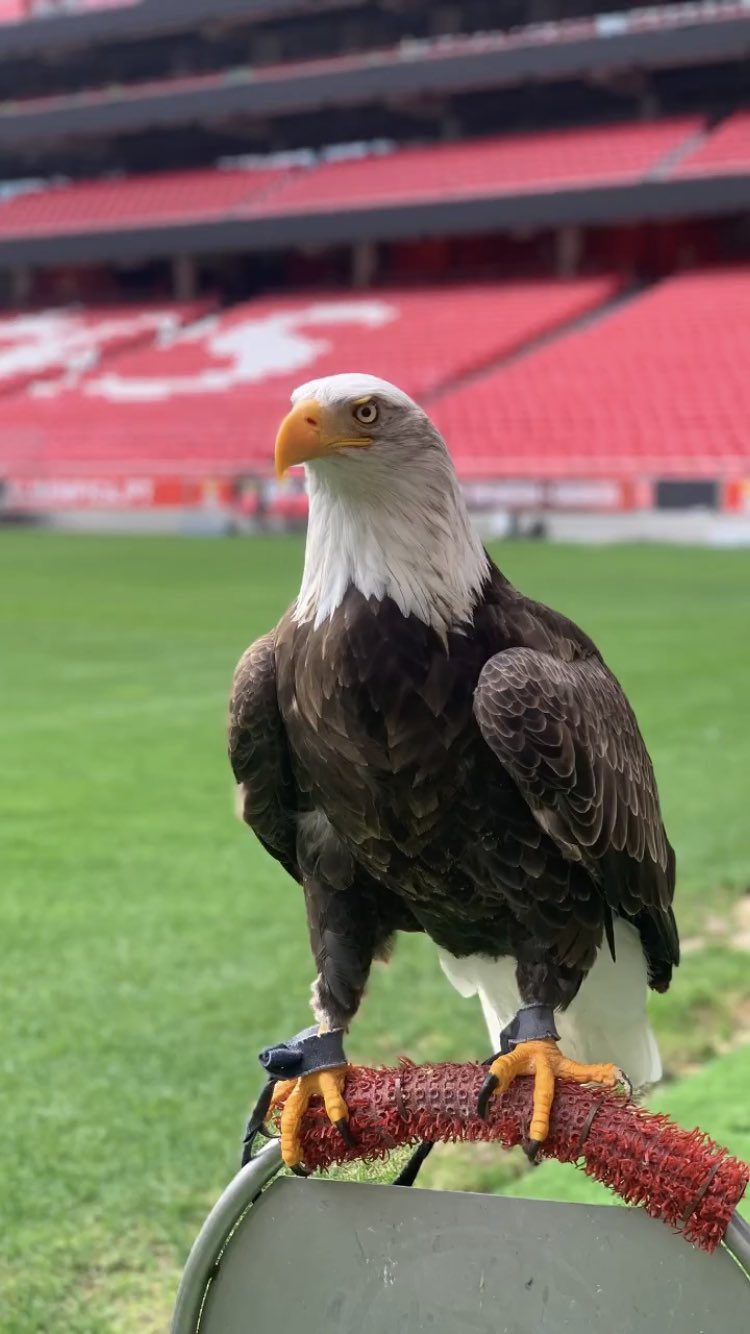 Eagle — Postimages