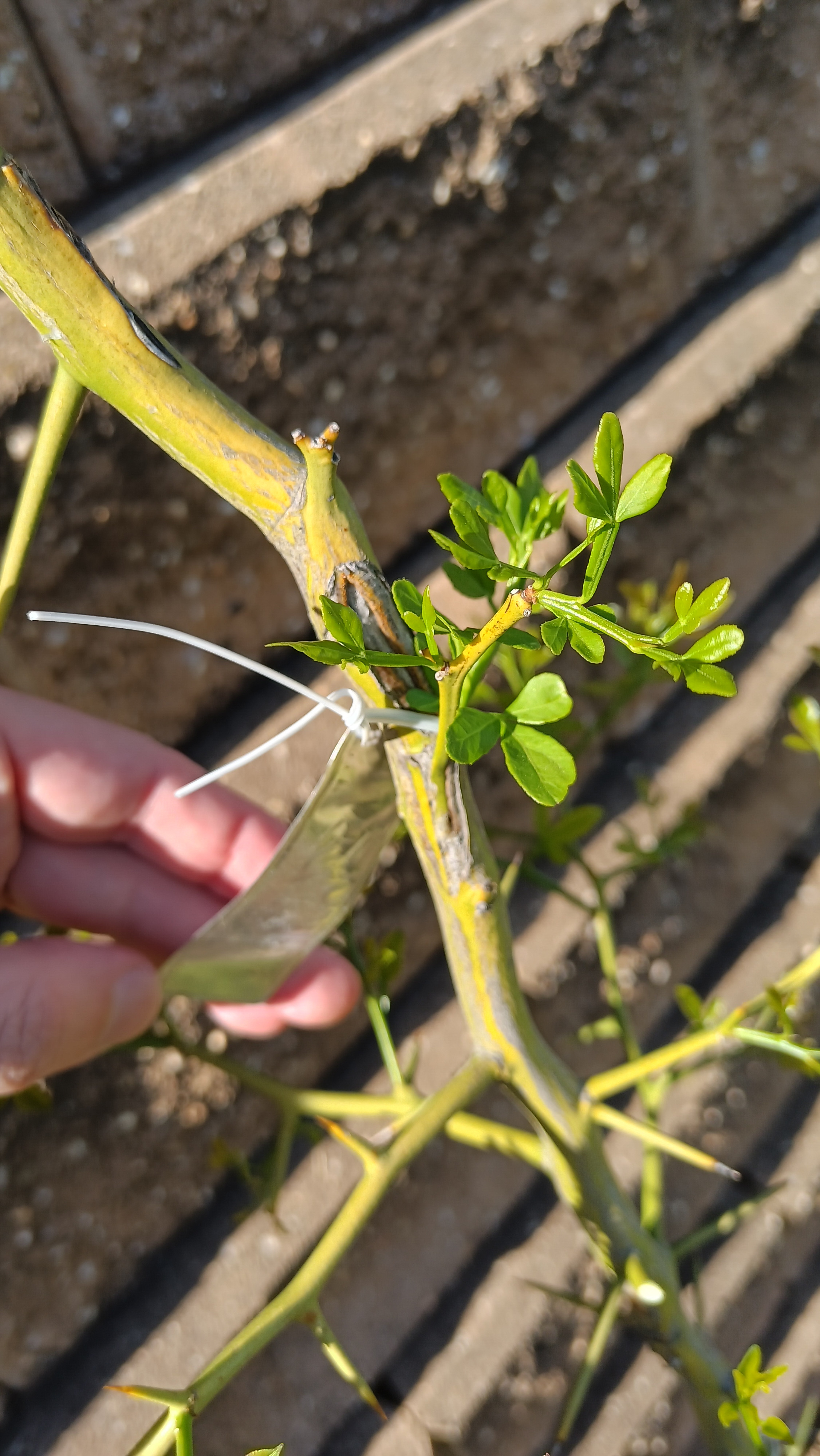 fft taitri — Postimages