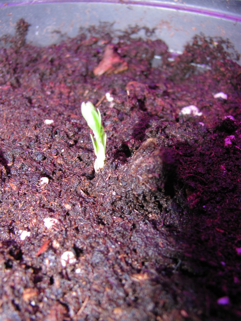 Aurora1 — Postimages