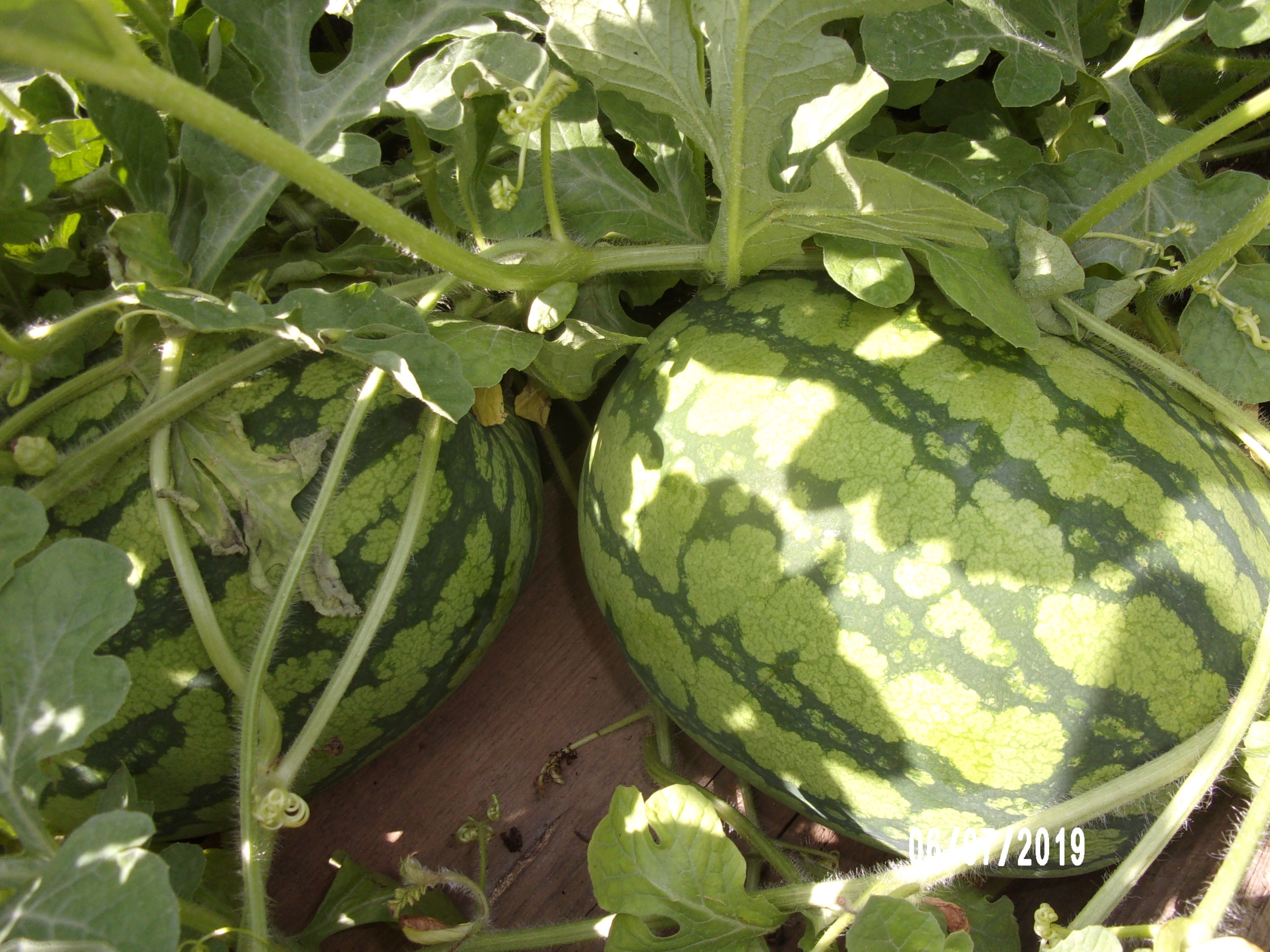 252 8546 — Postimages