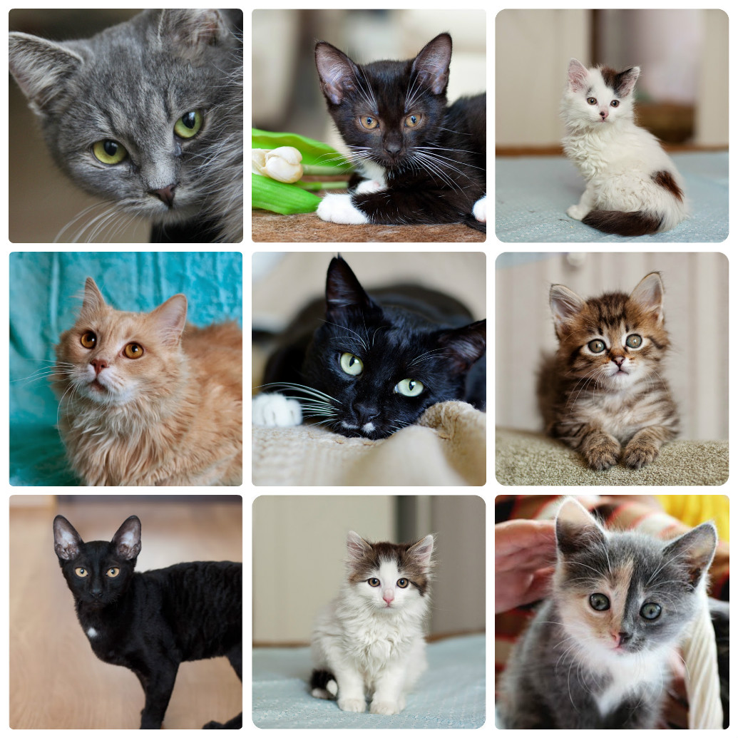 collage photocat2 — Postimages