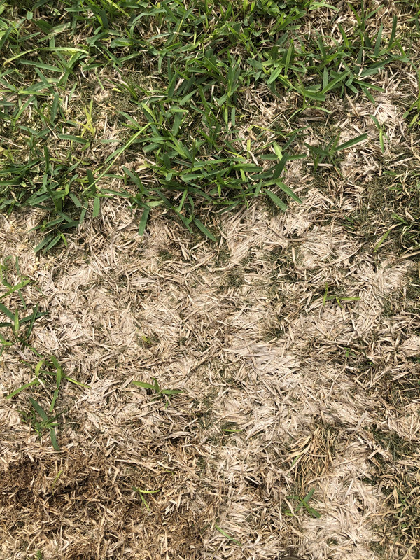 Fixing Dead Patches - St Augustine | Lawn Care Forum