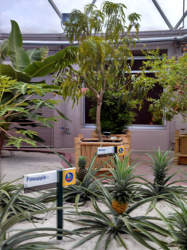 epcot mango — Postimages