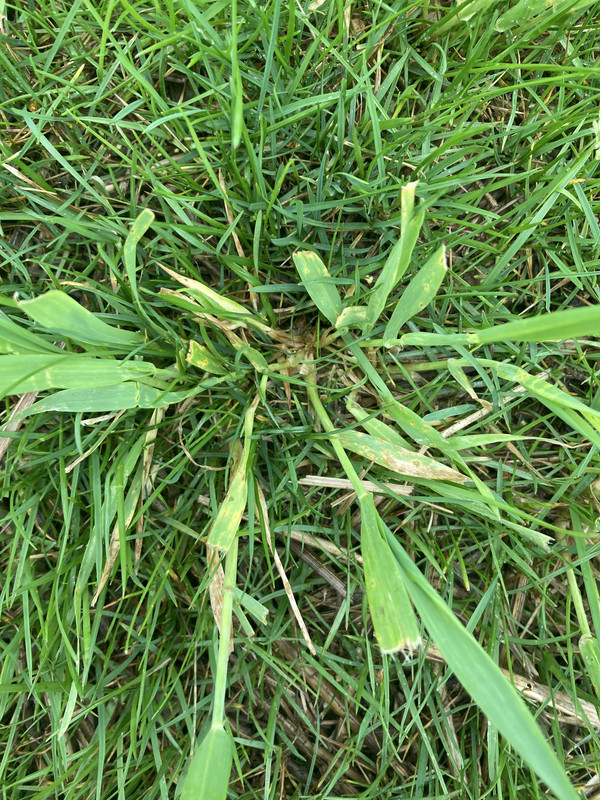 Help with grassy weed Ohio - annual ryegrass? | Lawn Care Forum