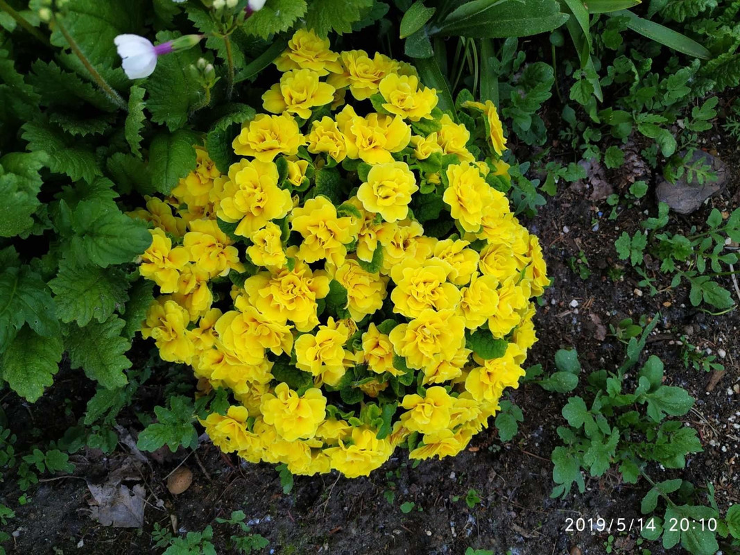 IMG 20220508 150109 — Postimages