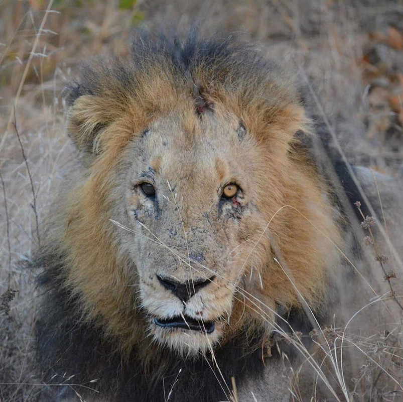 History's most brutal killers, the Majingilane Male Lions