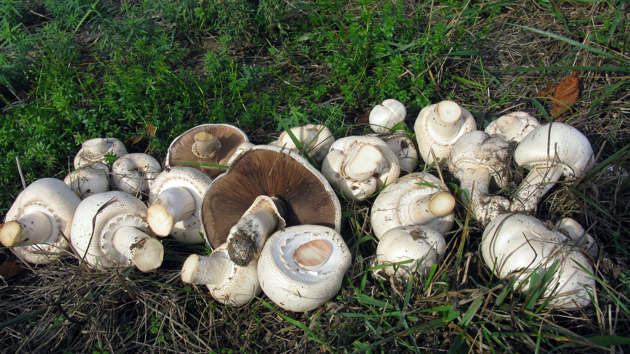 Agaricus macrosporus AWP 20201020 — Postimages
