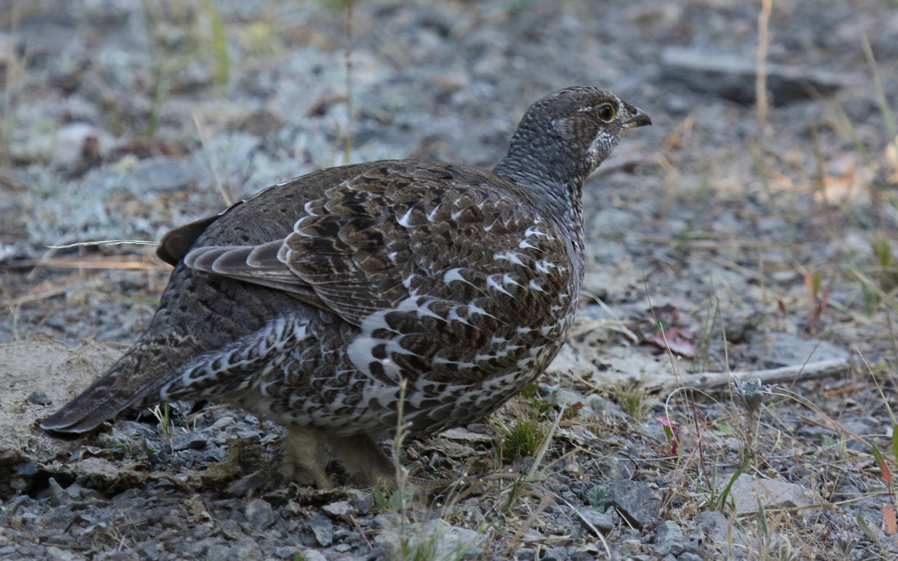 Grouse ID? - Help Please - 24hourcampfire