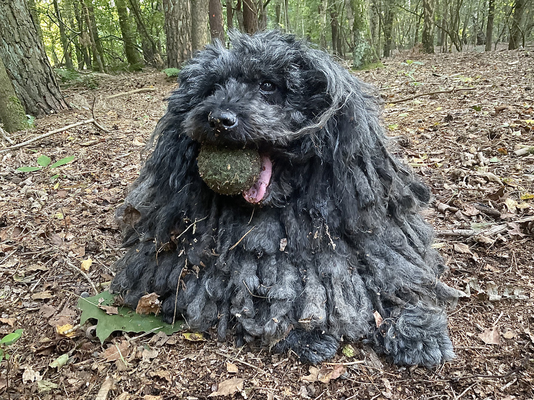 IMG 6931 — Postimages