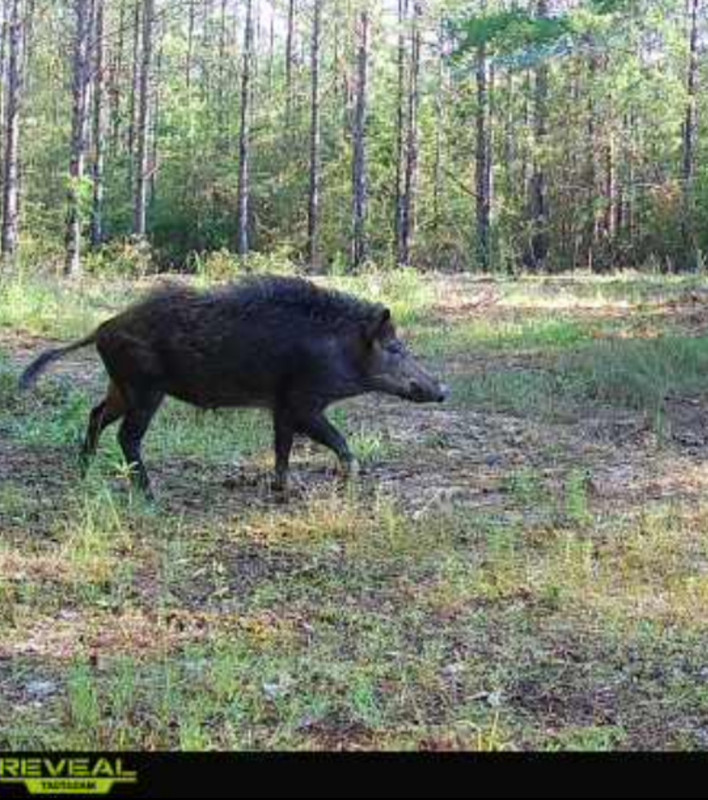 Screenshot 20240627 120045 Reveal — Postimages