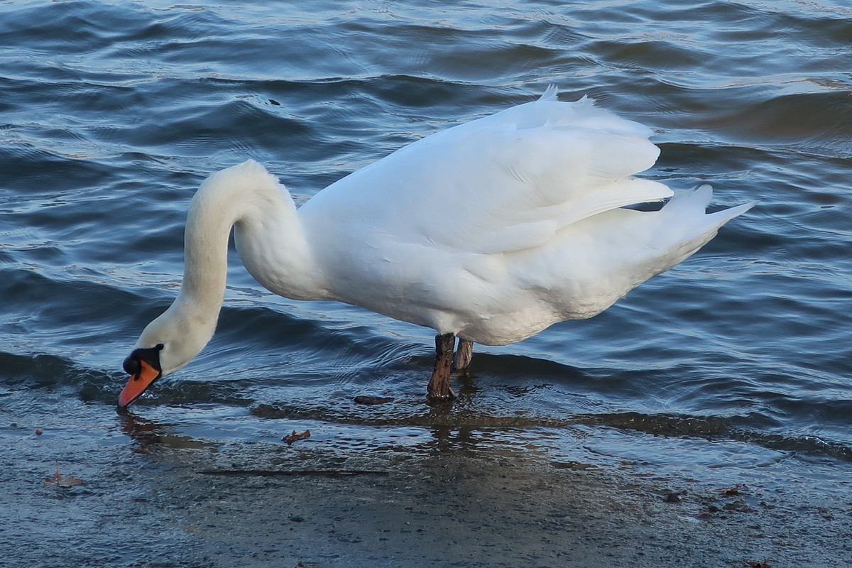 IMG 0543 — Postimages