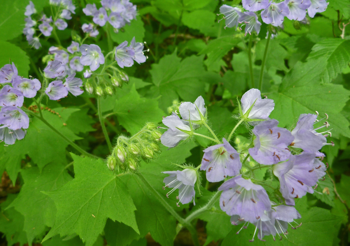 2019 05 11 Turtle Creek 2a appendaged waterleaf — Postimages