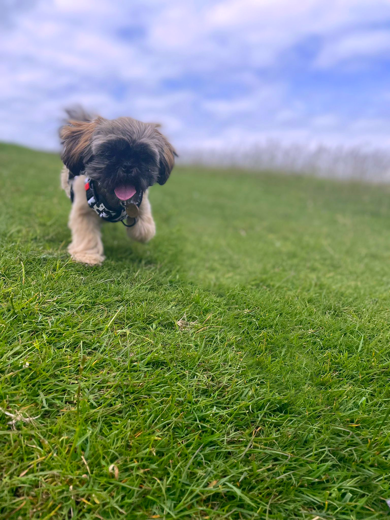 happy dog — Postimages