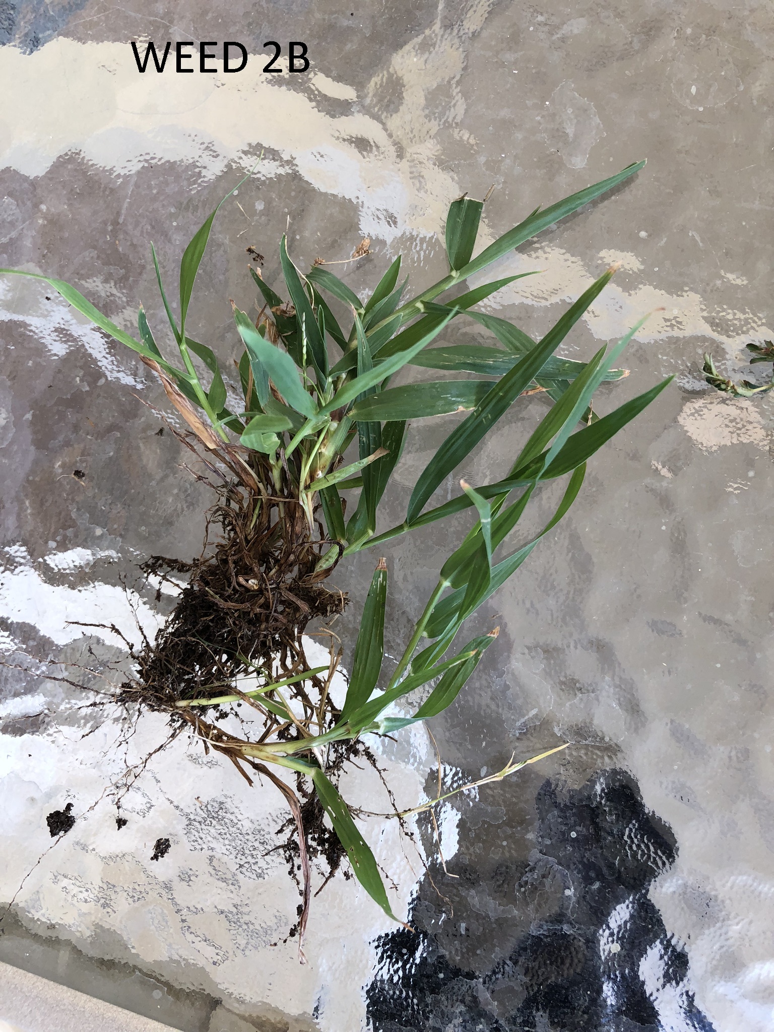 WEED 2B — Postimages