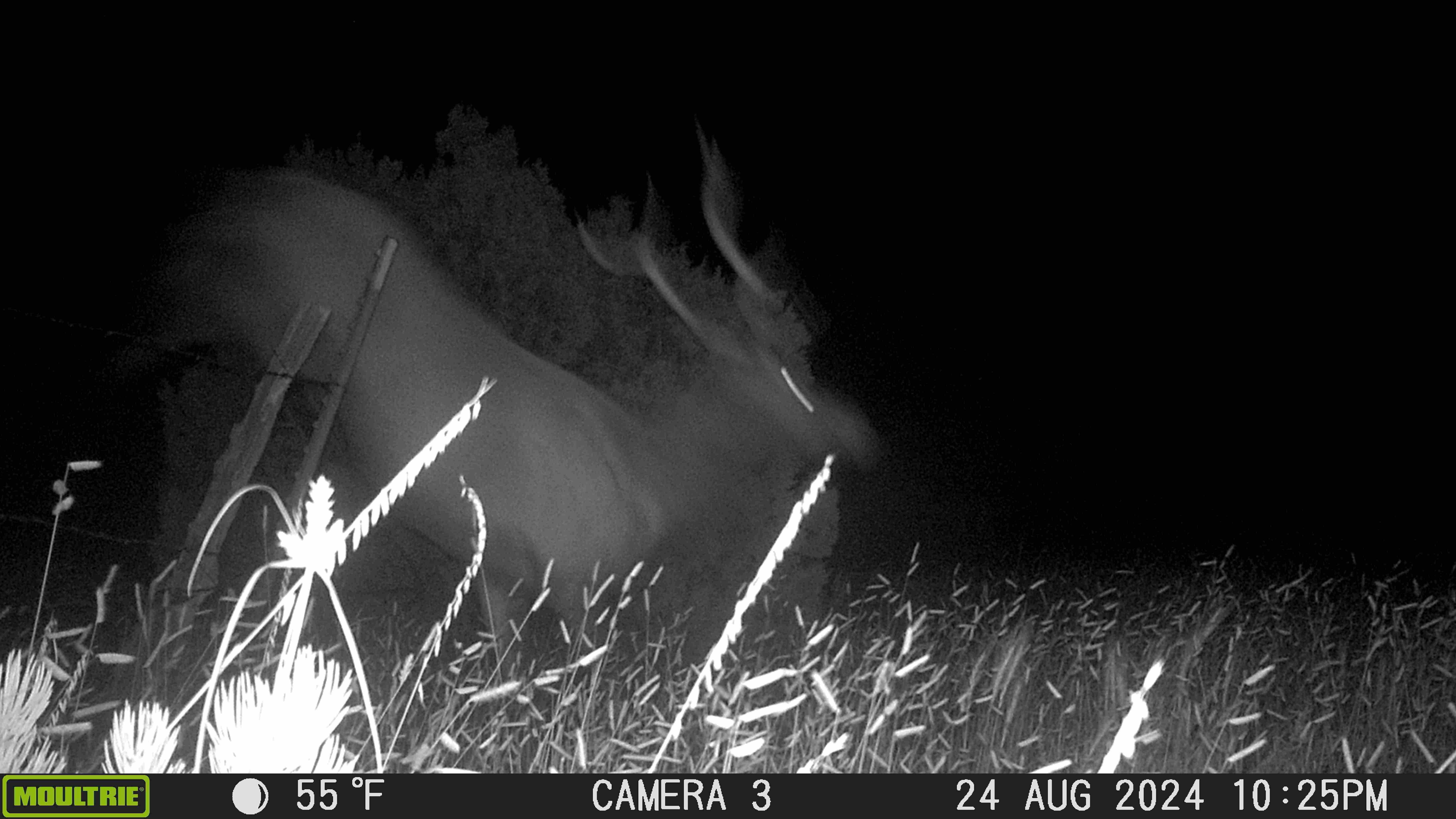 MOULTRIE DIGITAL GAME CAMERA 17 Copy Copy — Postimages