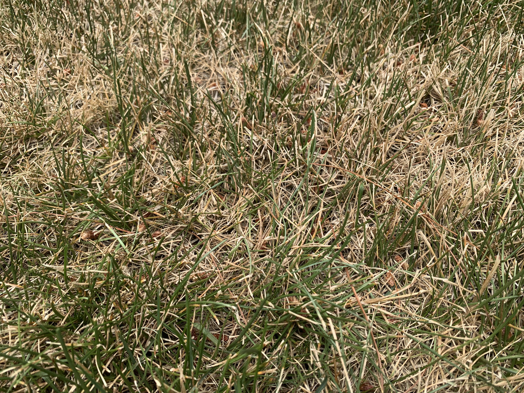 Dead lawn | Lawn Care Forum