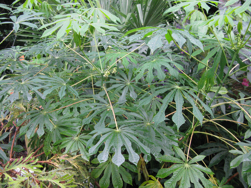 IMG 9252 — Postimages