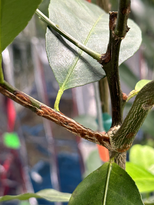 IMG 4456 — Postimages