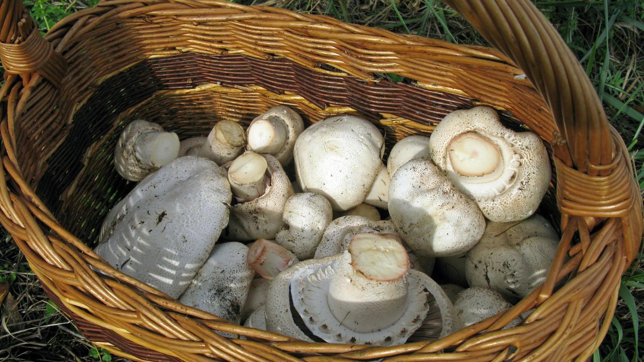 Agaricus macrosporus 3 AWP 20201020 — Postimages