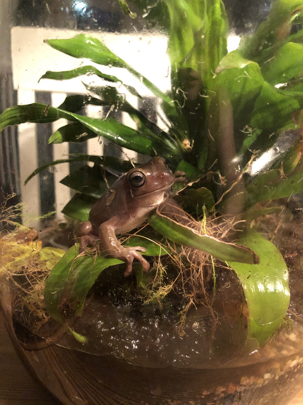 Help me I found a pet frog! : r/frogs