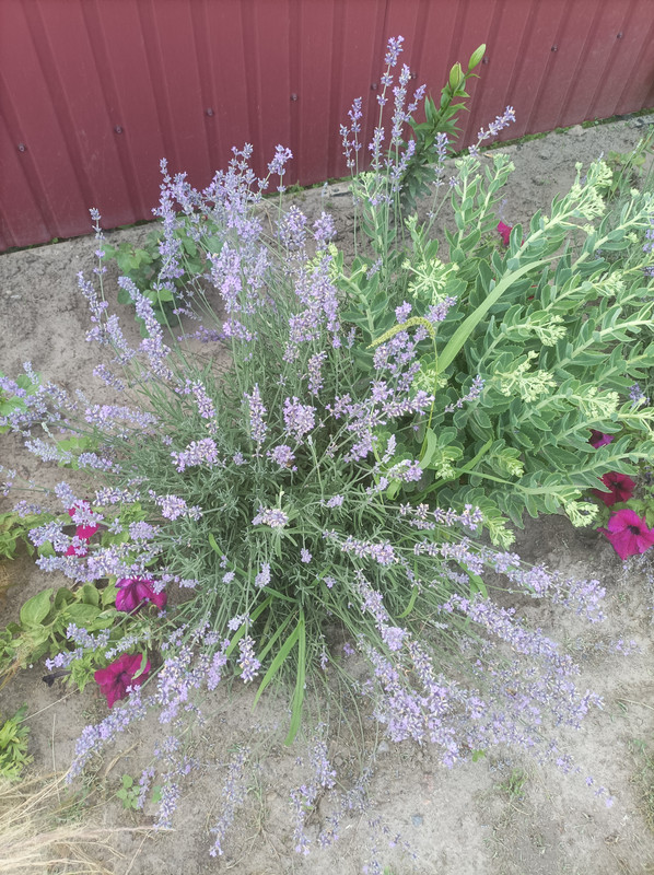 IMG 20240621 180336 — Postimages