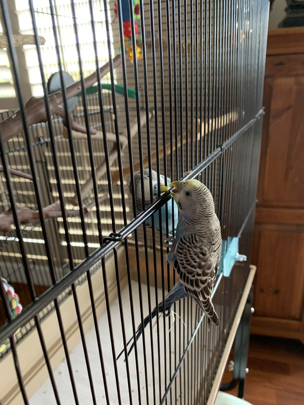 TP meets Buddy — Postimages