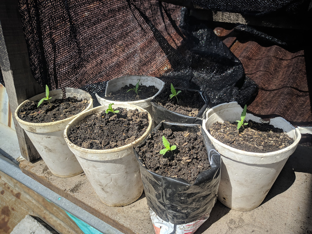 HC 20221012 093351 null — Postimages