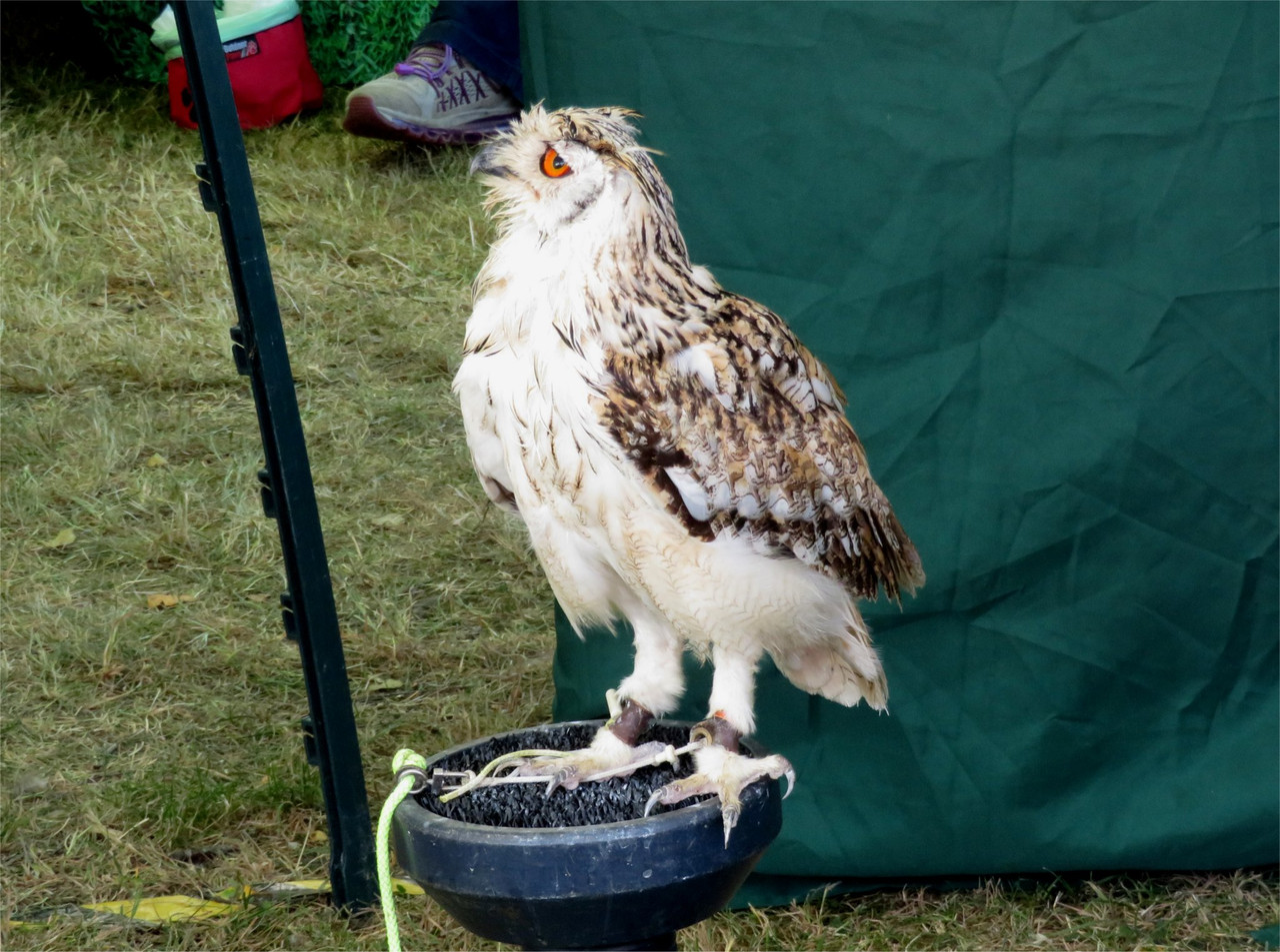 Bengal Eagle Owl | Marnix's Bird Gallery