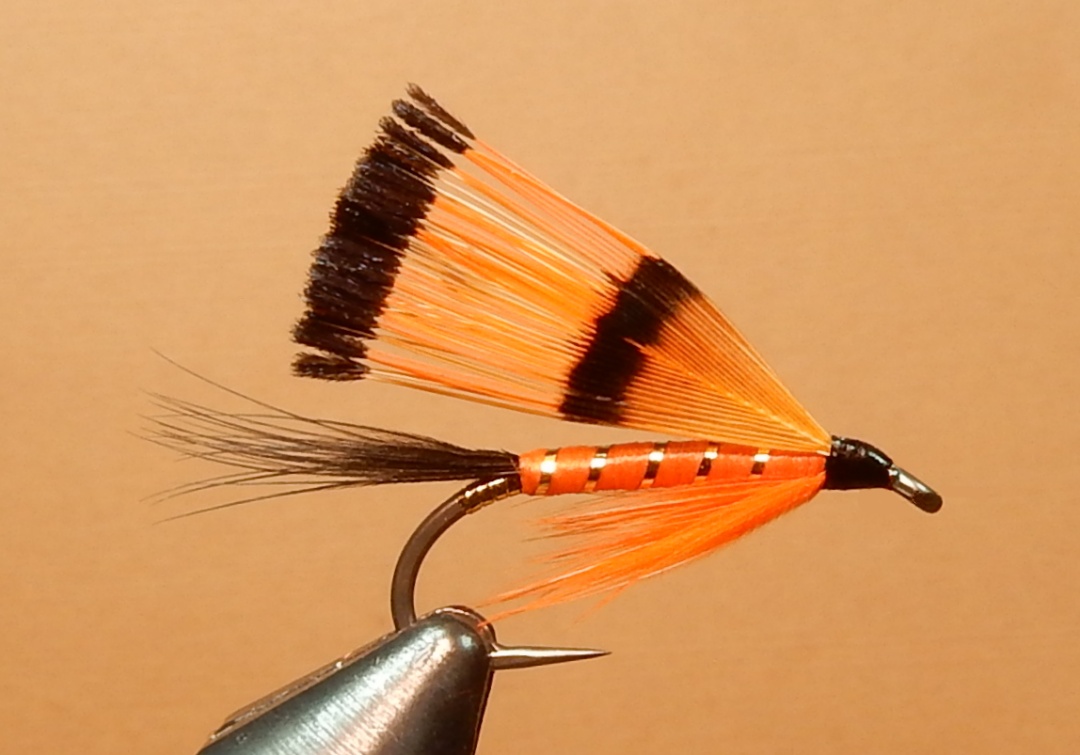 Golden Pheasant - Fly Tying - Maine Fly Fish