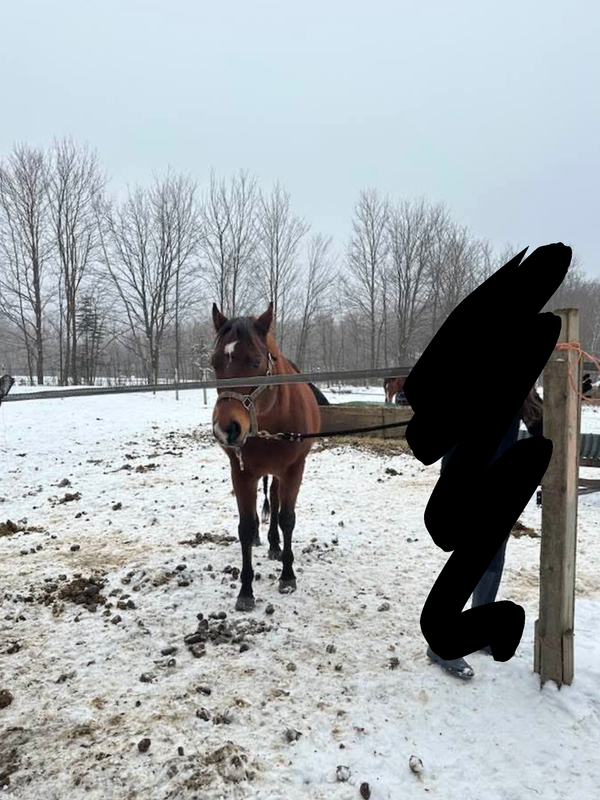 LF: Horse artist to draw a quarter horse I love XD |:| Wolvden