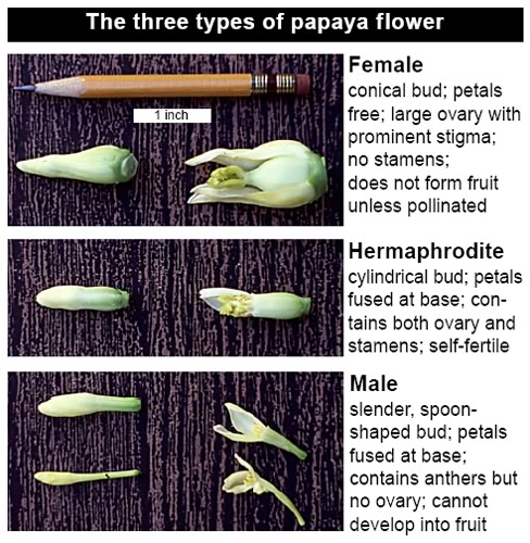 papayaflowers 1 — Postimages