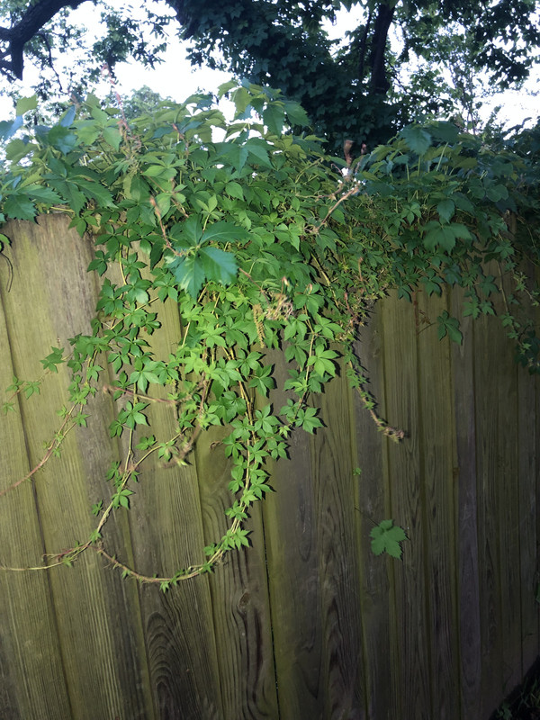 Killing Vines In Shrubs