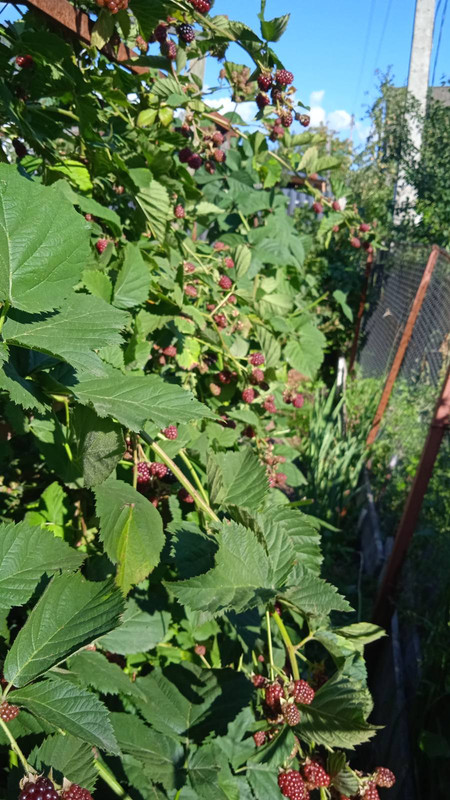 ежев1 — Postimages