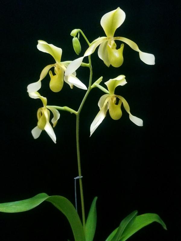 Paph lowii var album | Slippertalk Orchid Forum