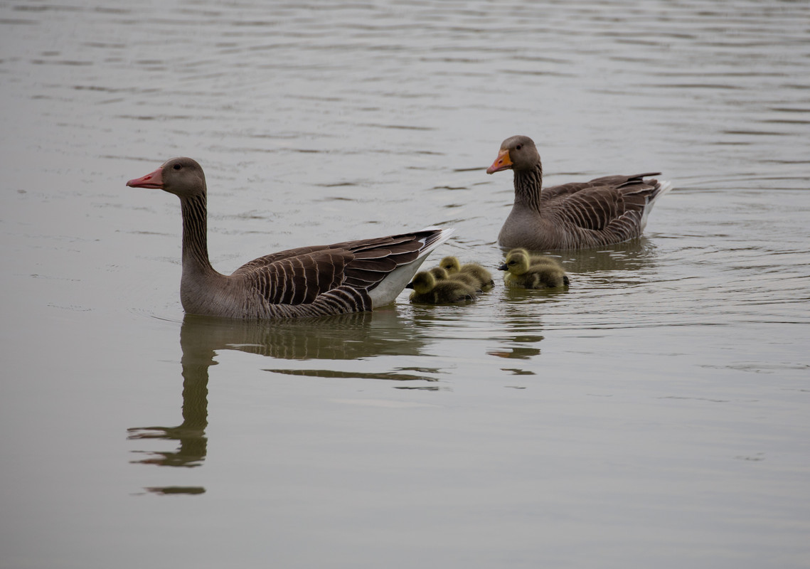 Barn geese and chicks in the valley - PentaxForums.com