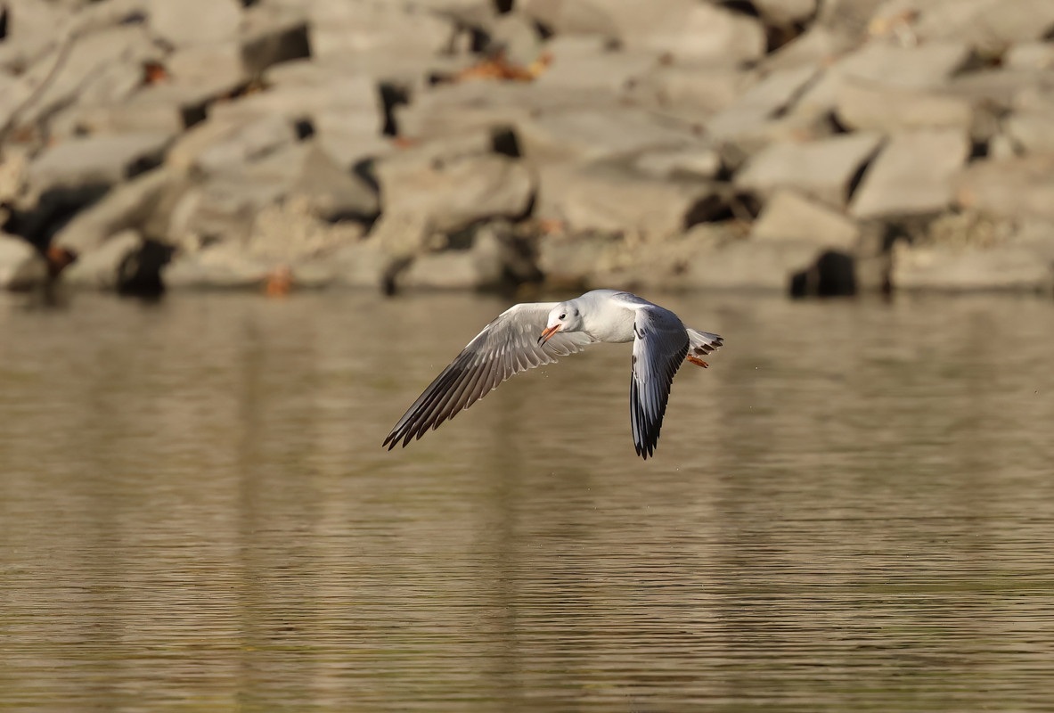 5 E3 A2462 topaz denoise sharpen — Postimages