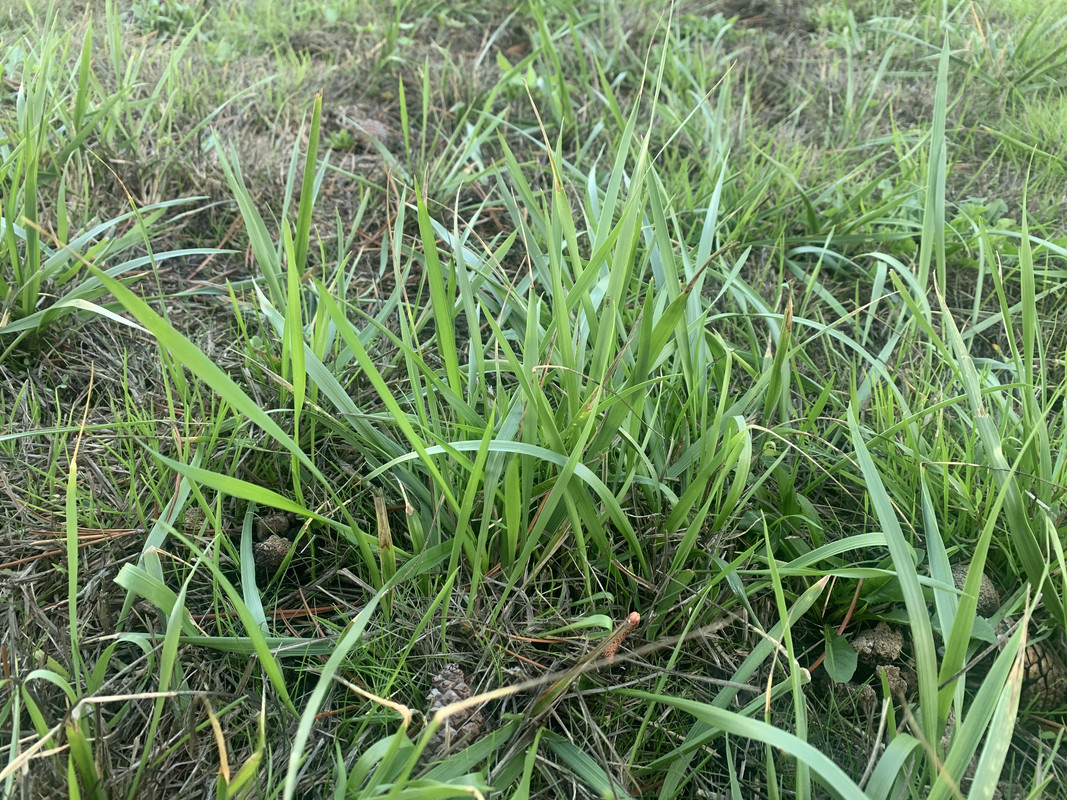 Grass/weed identification | Lawn Care Forum