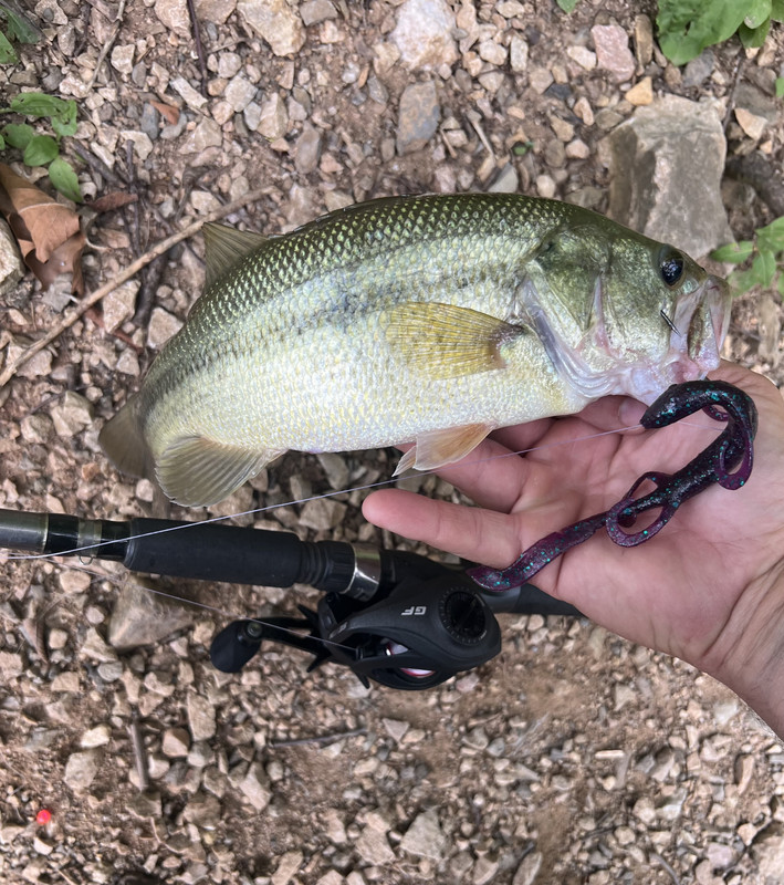 There’s a new player in the game - Fishing Rods, Reels, Line, and Knots ...