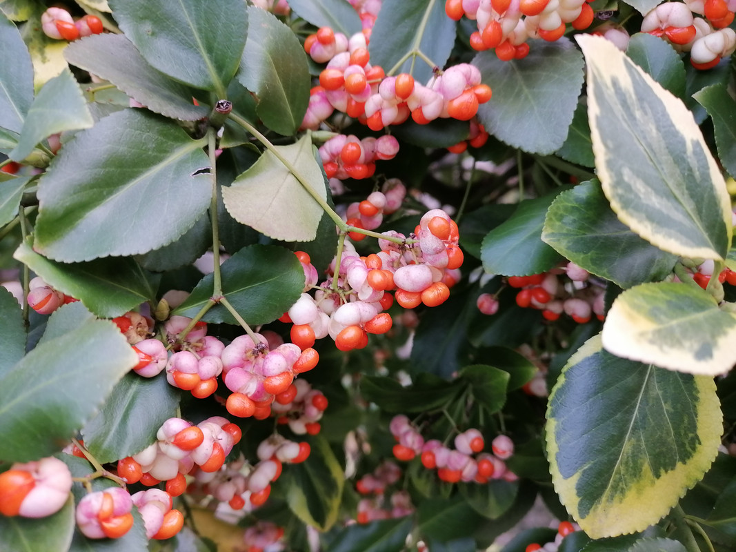 IMG 20241028 071112 — Postimages