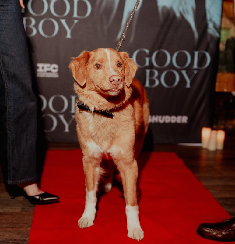 Good Boy (2025) - Blu-ray Forum