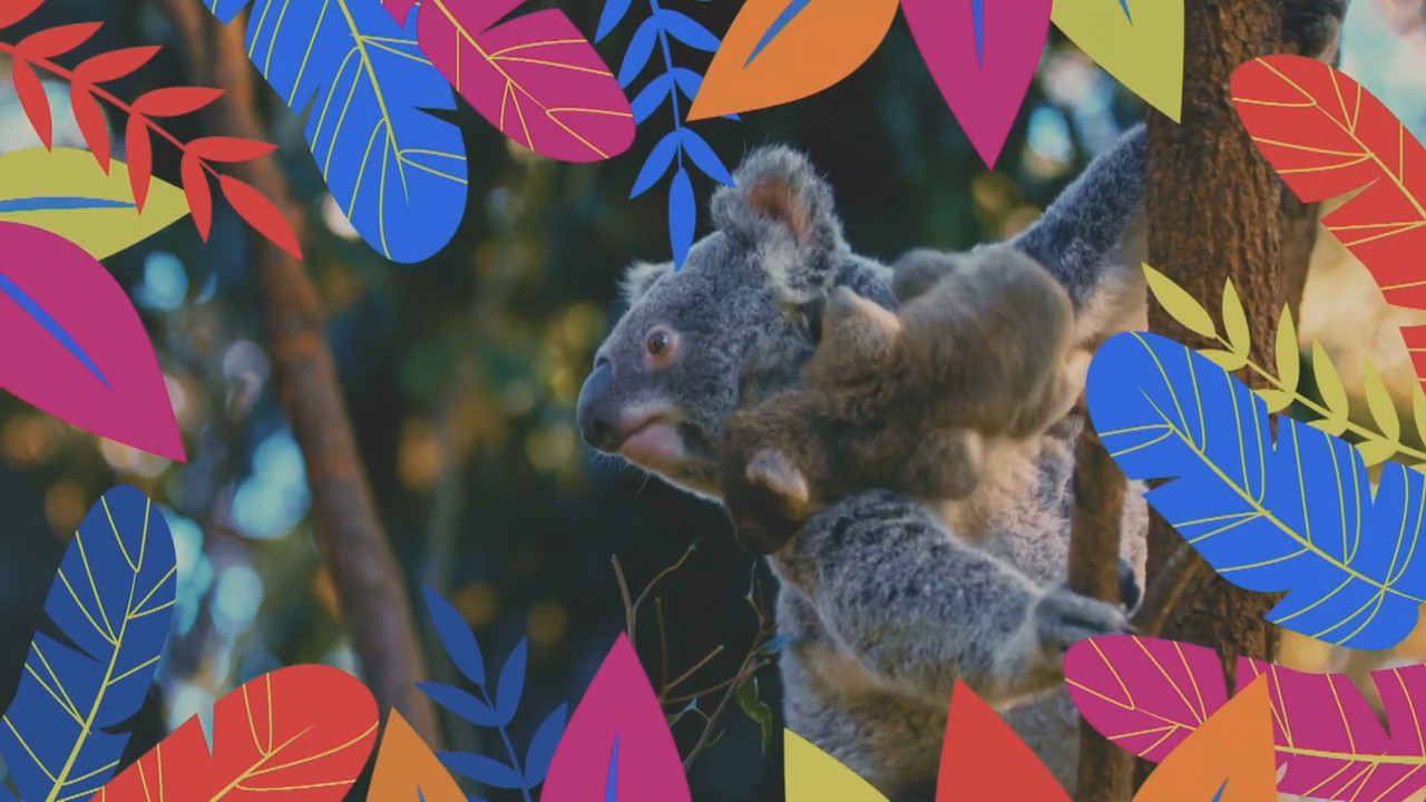 Animal Fanpedia S01 E15 1080p TOD WEB DL AAC2 0 H 264 Future Pirates ...