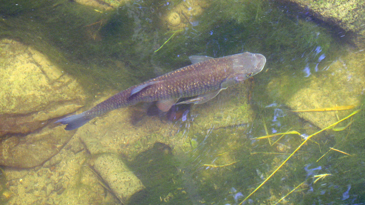 IMG 2522 — Postimages