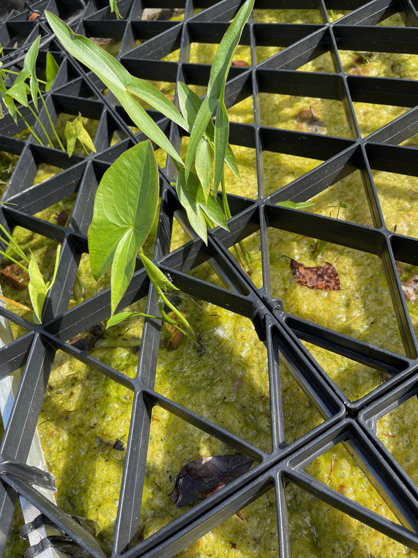 IMG 3266 — Postimages