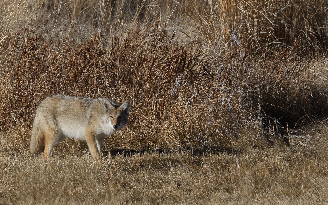 Canine on Golf Course at Ft Stockton - 24hourcampfire