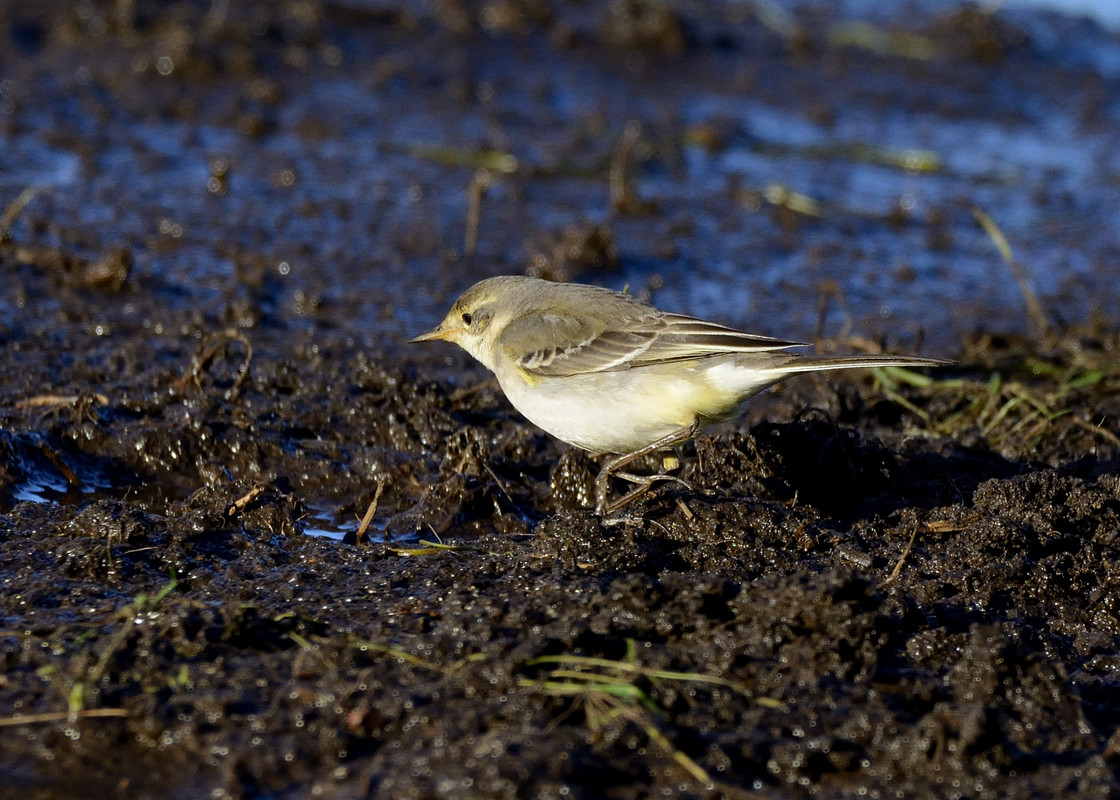 DSC0764 — Postimages