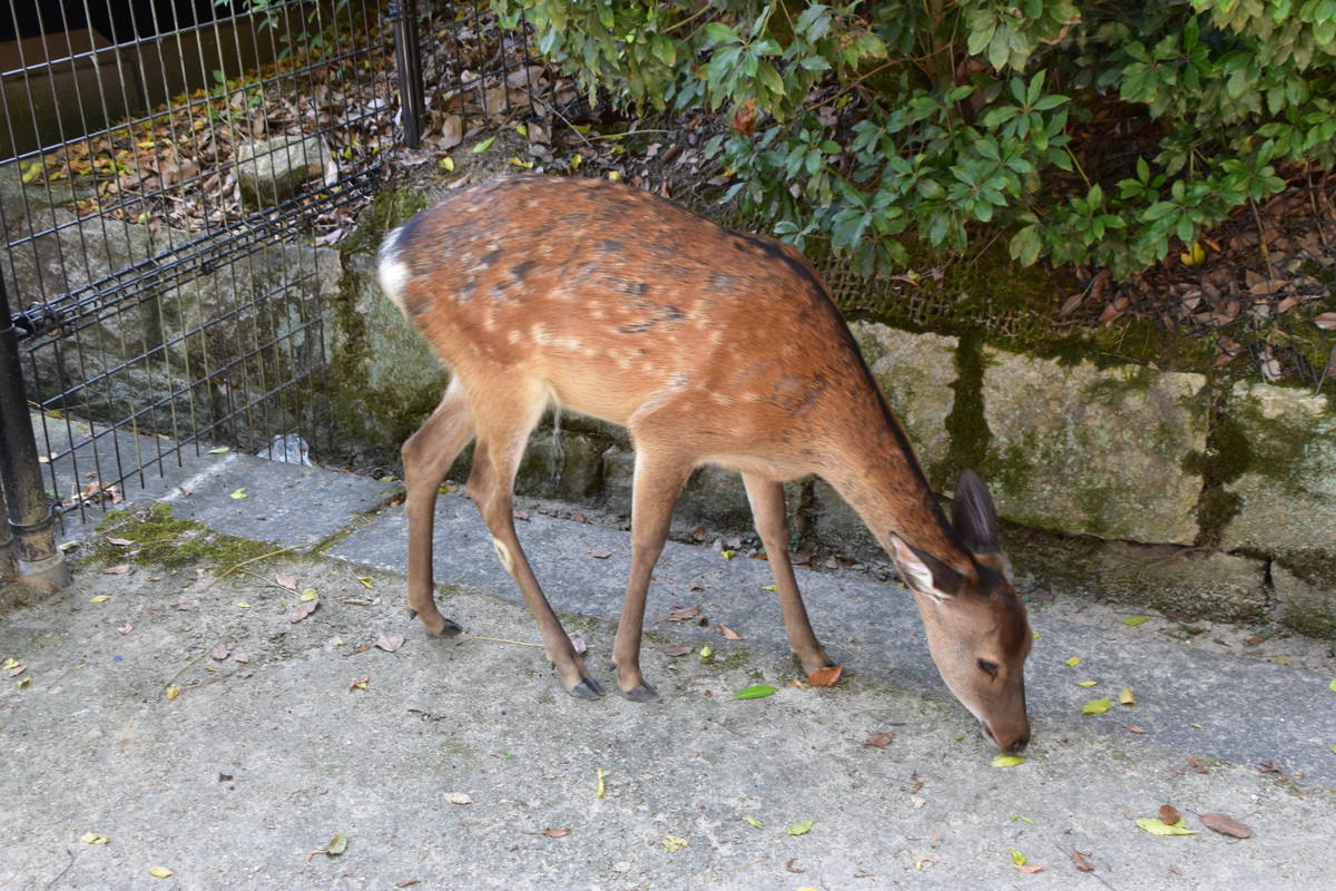 DSC 0671 — Postimages