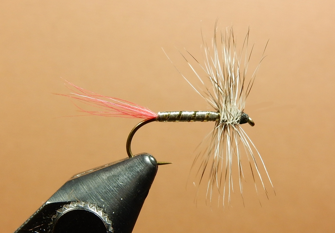 Gray Hackles - Fly Tying - Maine Fly Fish