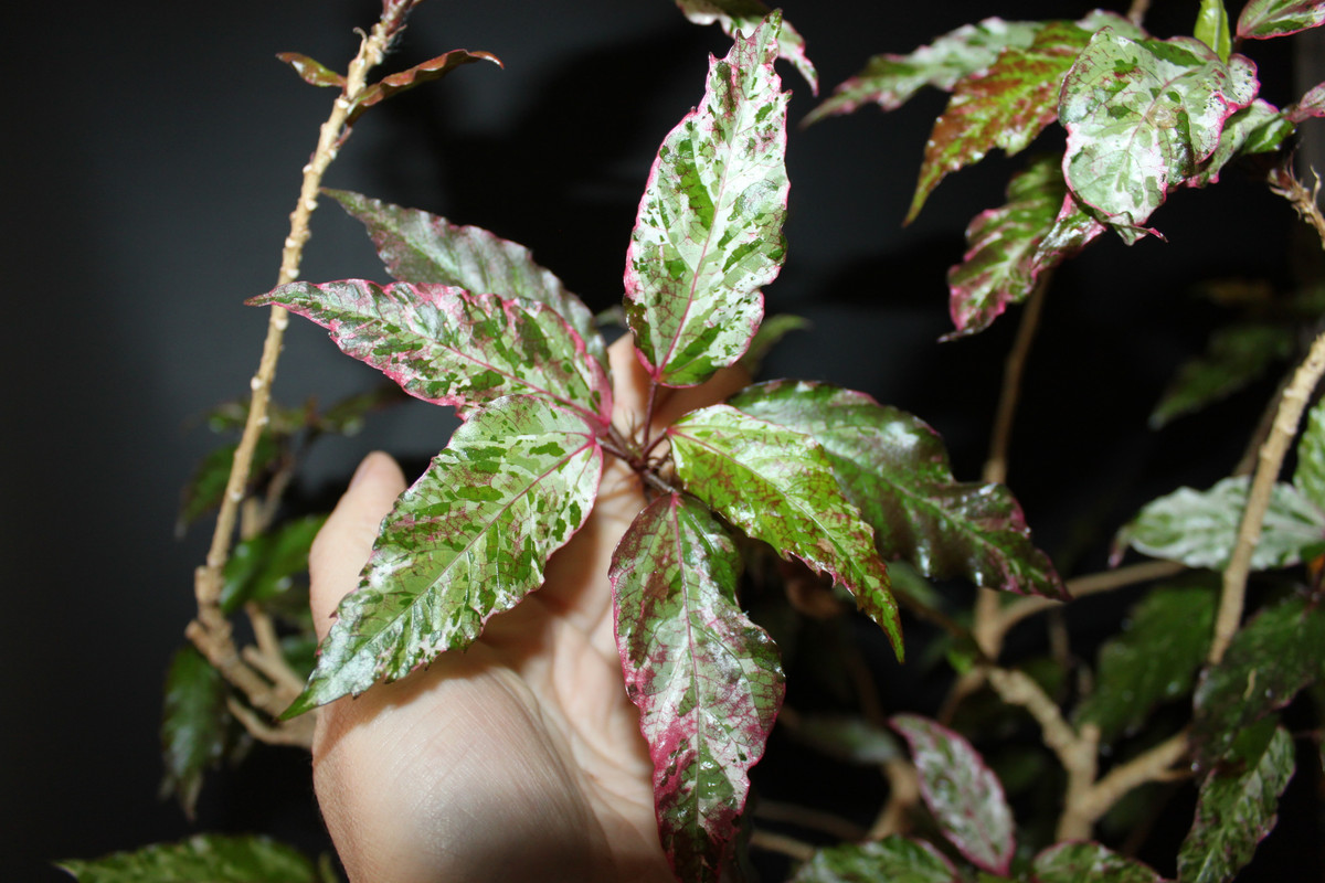 IMG 0208 — Postimages